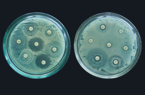 In Vitro Sensitivity Of Levonadifloxacin In Staphylococcus Aureus Coagulase Negative